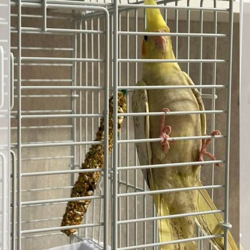 Попугай корелла