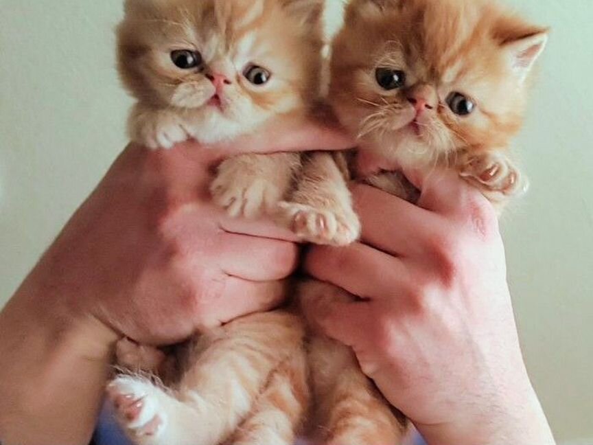 Шикарные экзотические котята