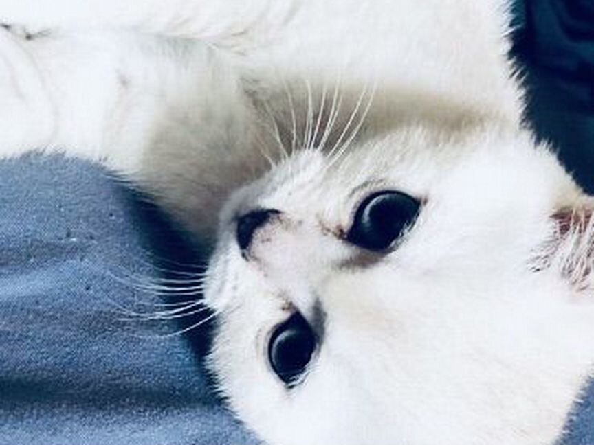 Серебристая шиншилла