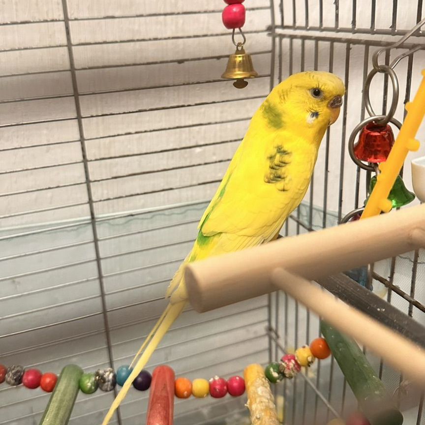 Волнистый попугай