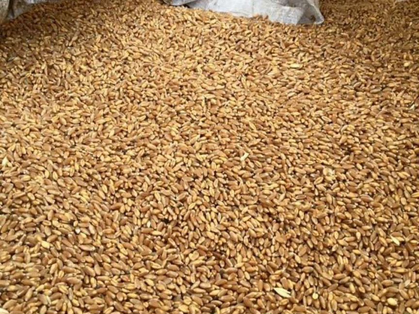 Зерно фуражное