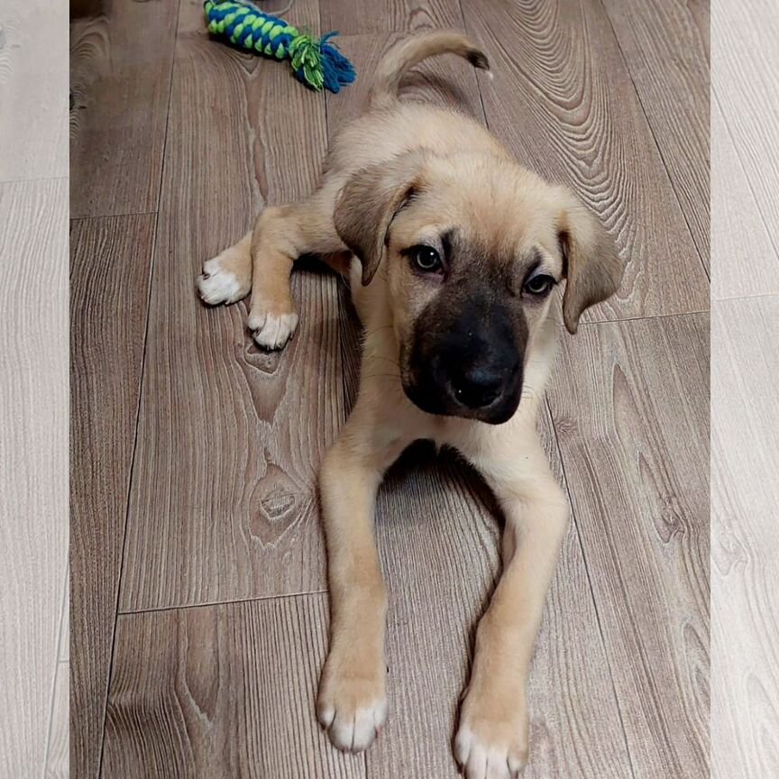 Щенок крупной породы Тарзан в дар