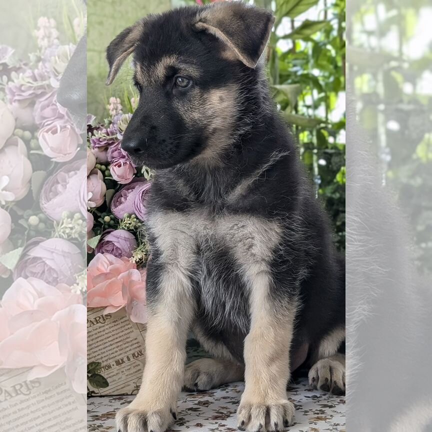 Щенки восточноевропейской овчарки