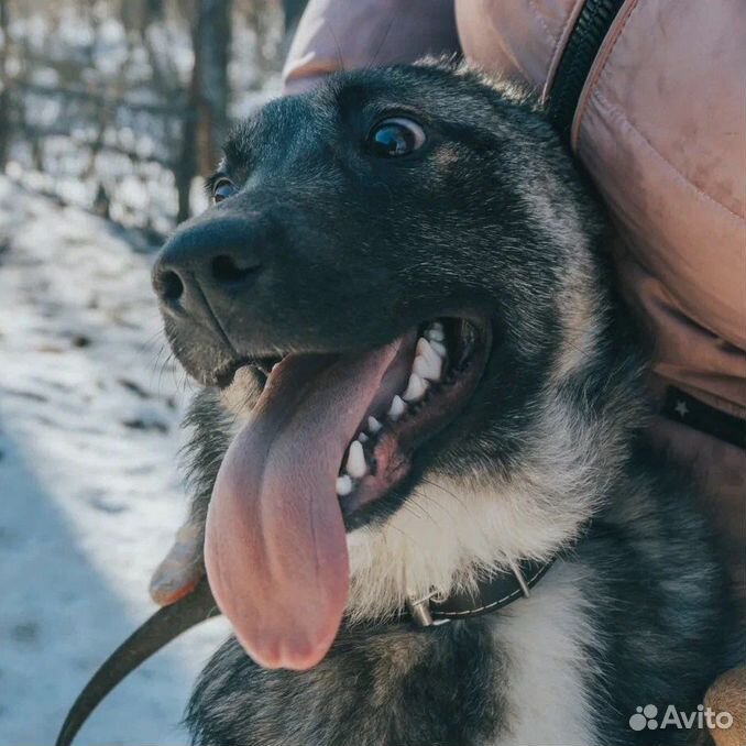 Маленькие подниматели настроения, собаки подростки
