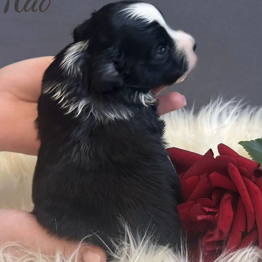 Миниатюрная американская овчарка, щенок