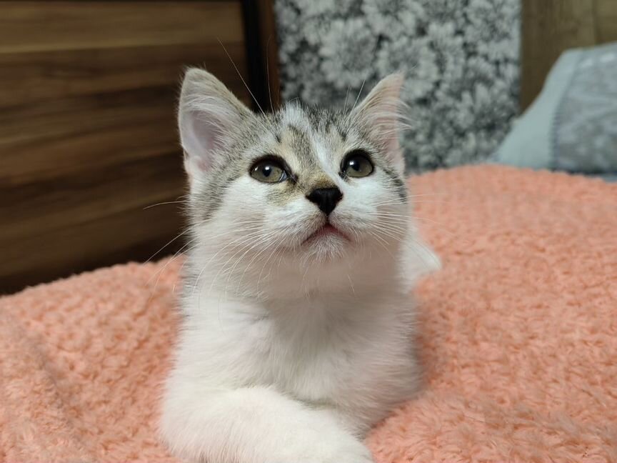 Котёнок ищет людящих хозяев