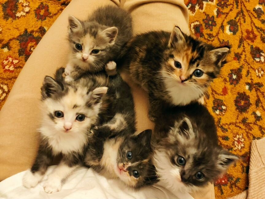 Котята в добрые руки приучены к лотку