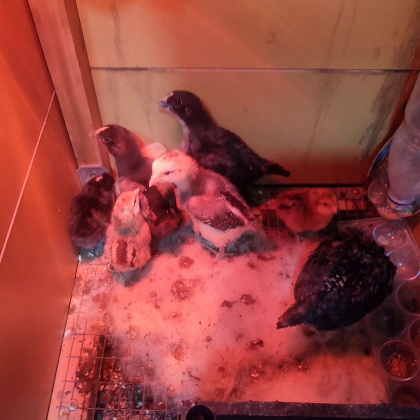 Цыплята доминант