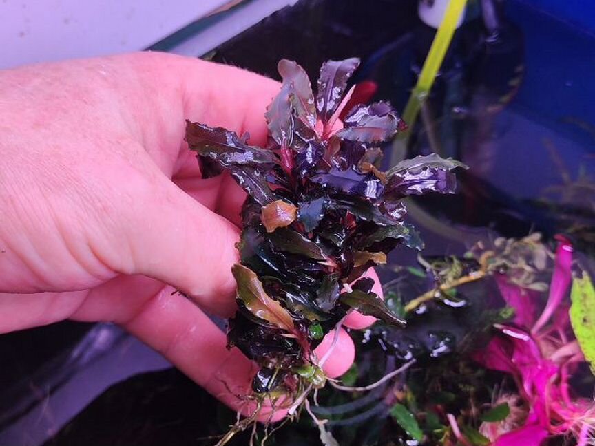 Аквариумные растения