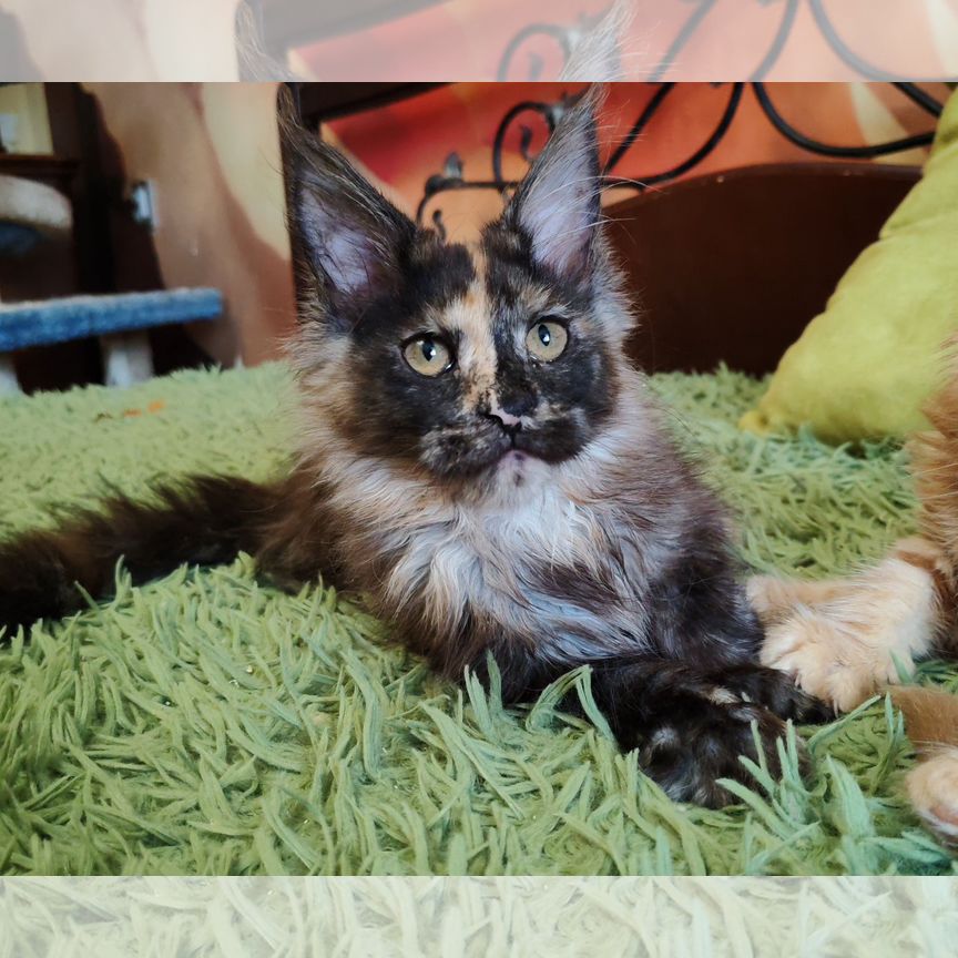 Мейн кун котята