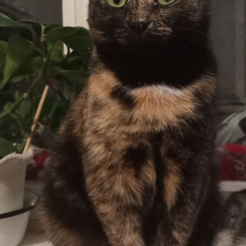 Кошка Луна