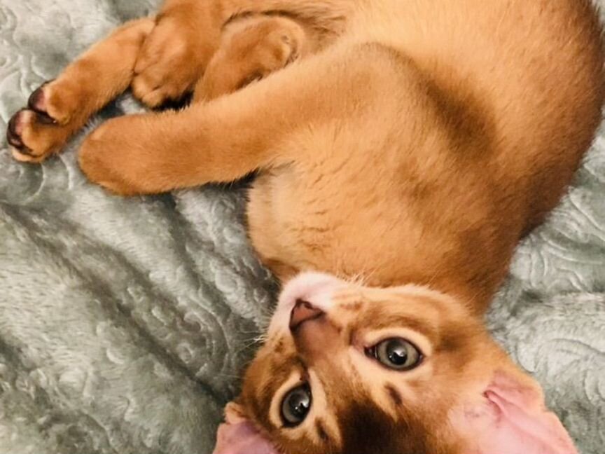 Котенок абиссин