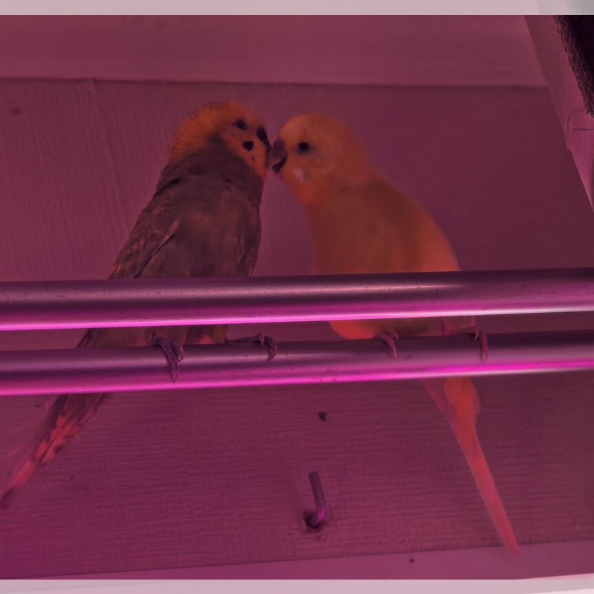 Семейная пара попугаев