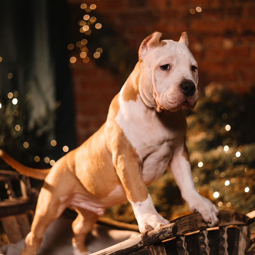 Американский булли стандарт