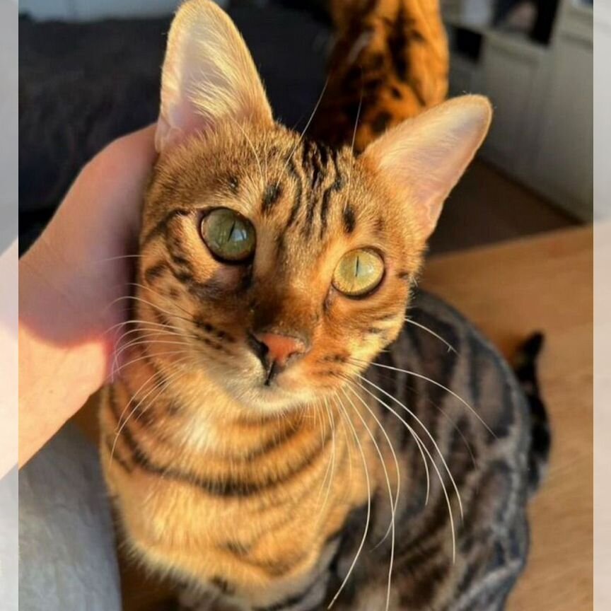 Бенгальская кошка