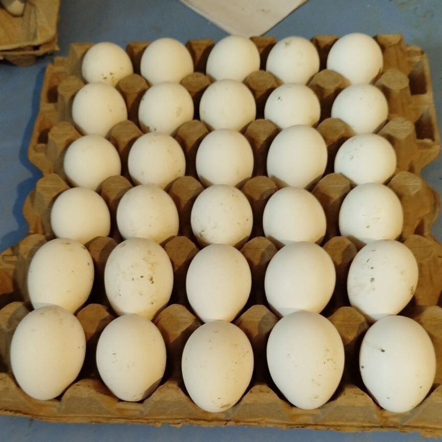 Яйцо куриное инкубационное