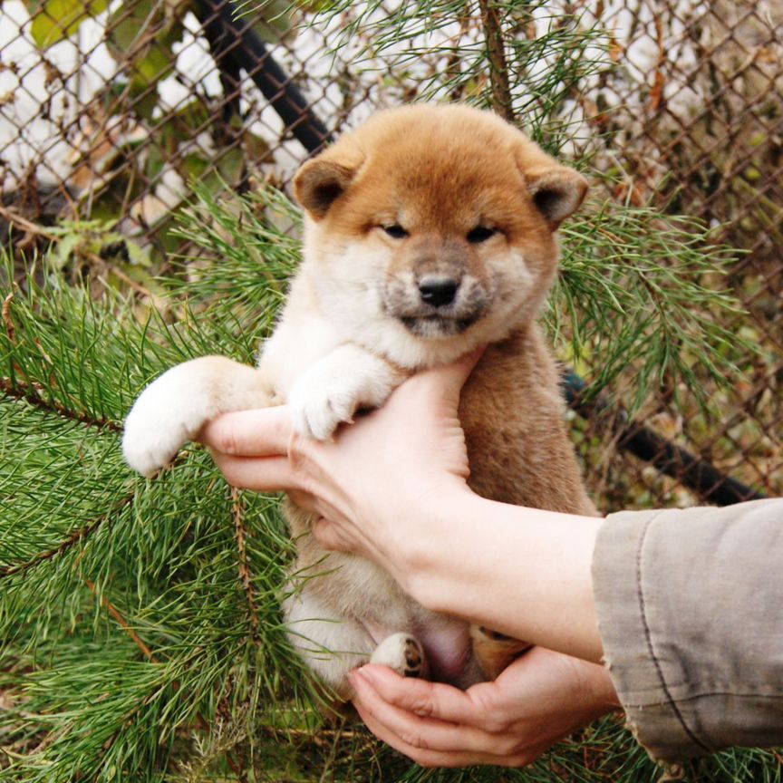 Щенки сиба (шиба). Документы РКФ