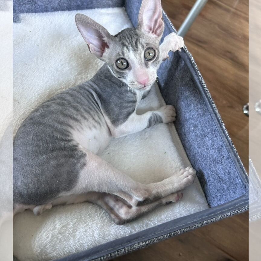 Корниш-рекс котёнок