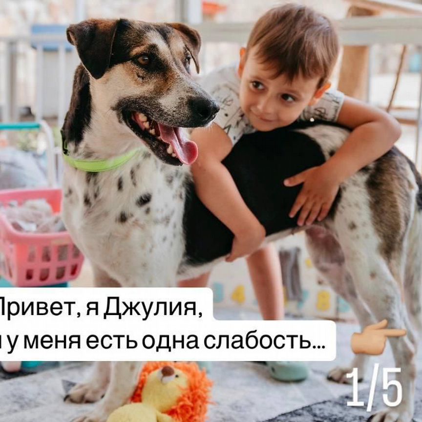 Взрослая собака в добрые руки