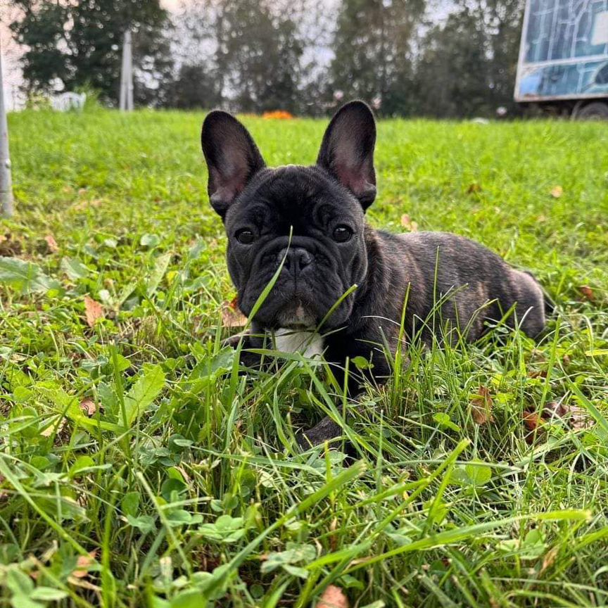 Щенки французский бульдог