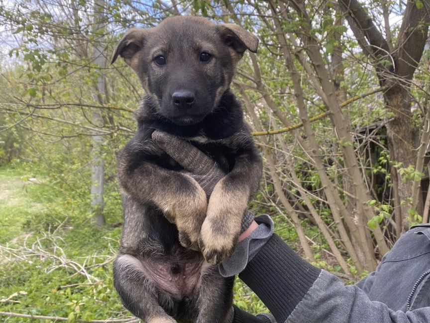 Щенок в добрые руки