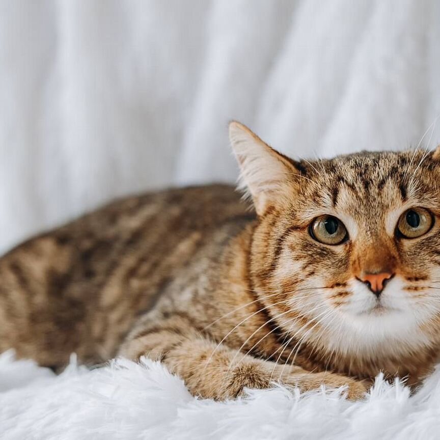 Котик в добрые руки