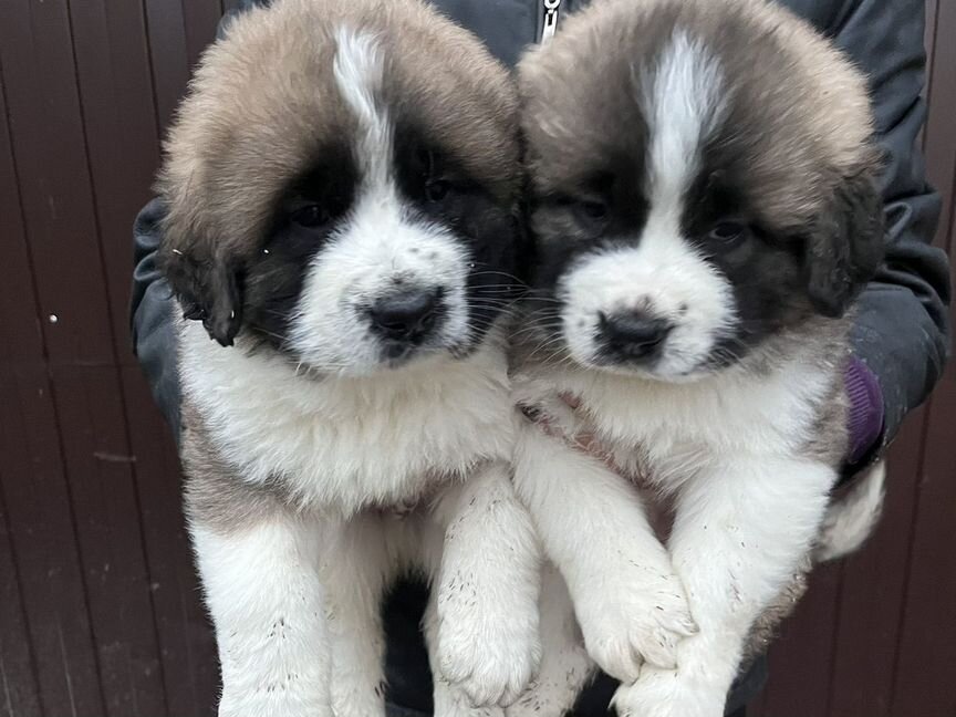 Московская сторожевая