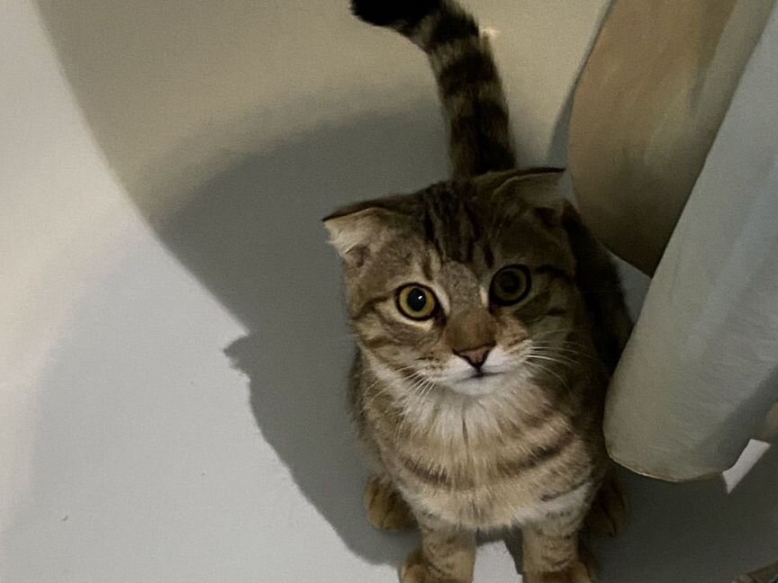 Шотландская вислоухая