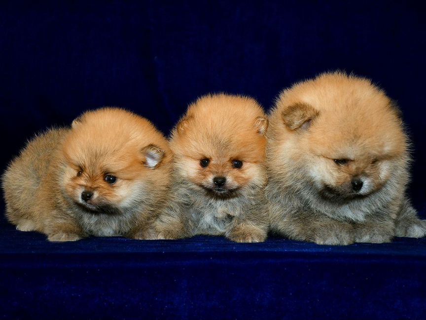 Шпиц малыши от породных родителей