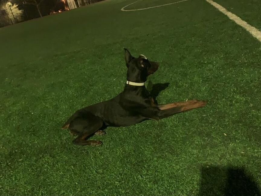 Отдам добермана