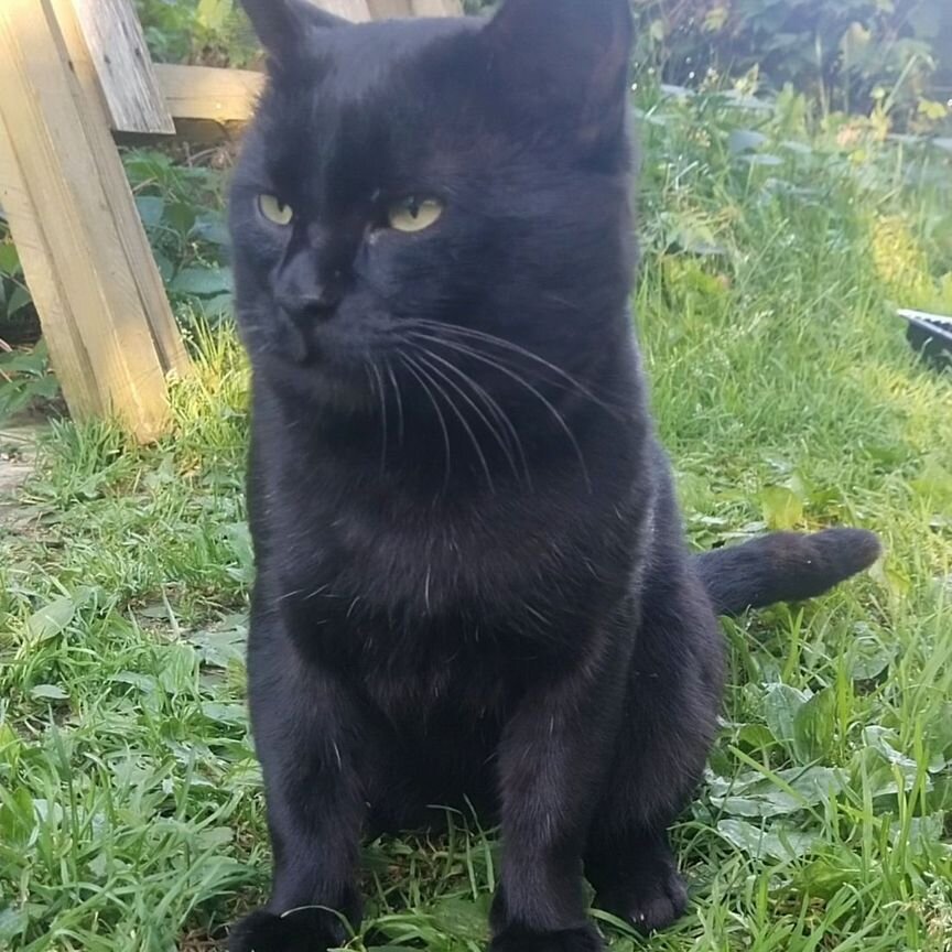 Метис шоколадно-черный мальчик