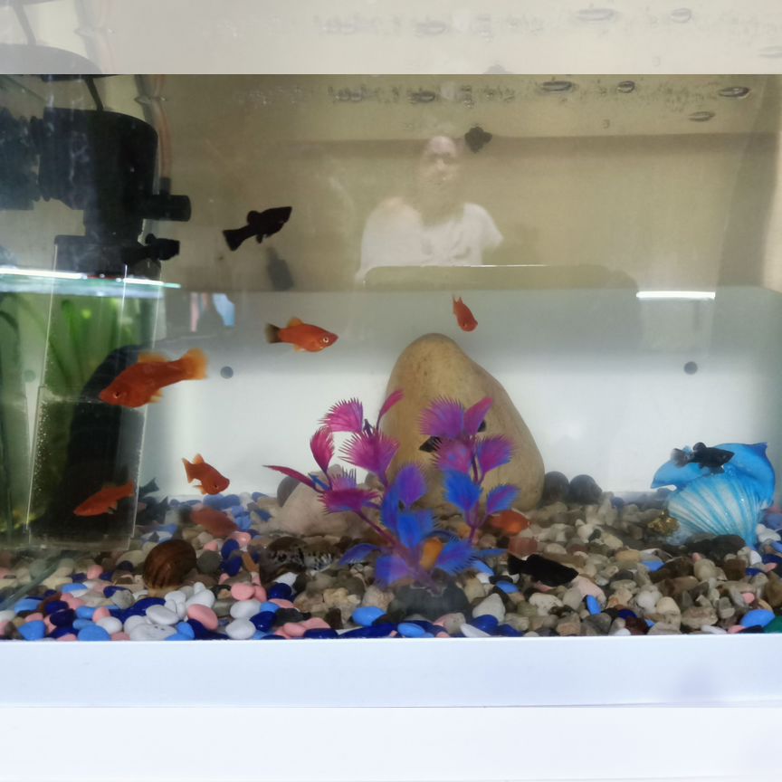 Аквариумные рыбки