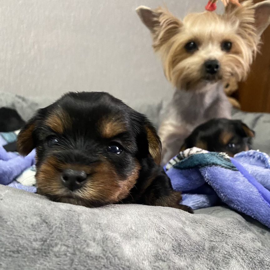 Йоркширский терьер, щенок
