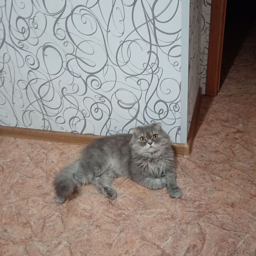 Шотландский кот