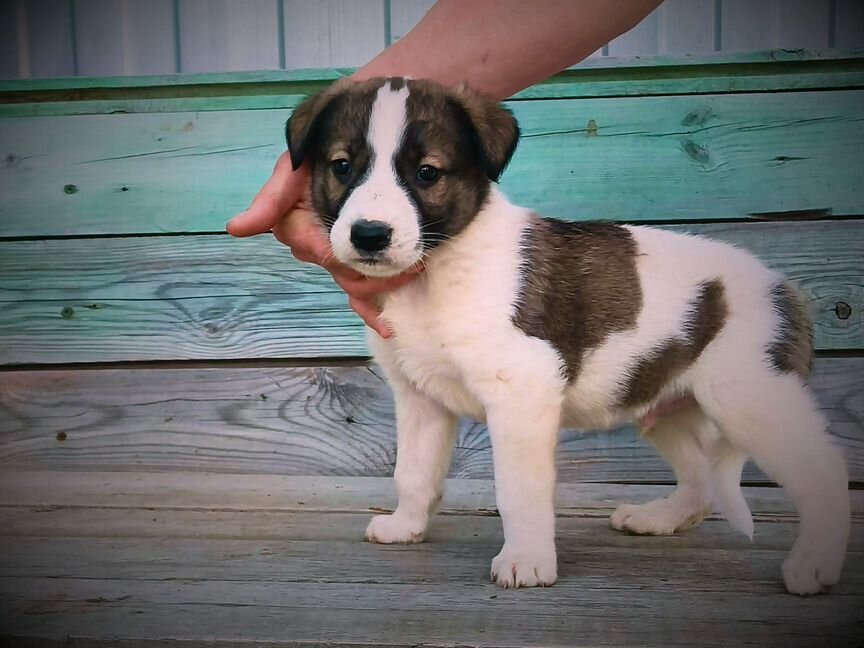 Мальчик, ест, лает, понимает
