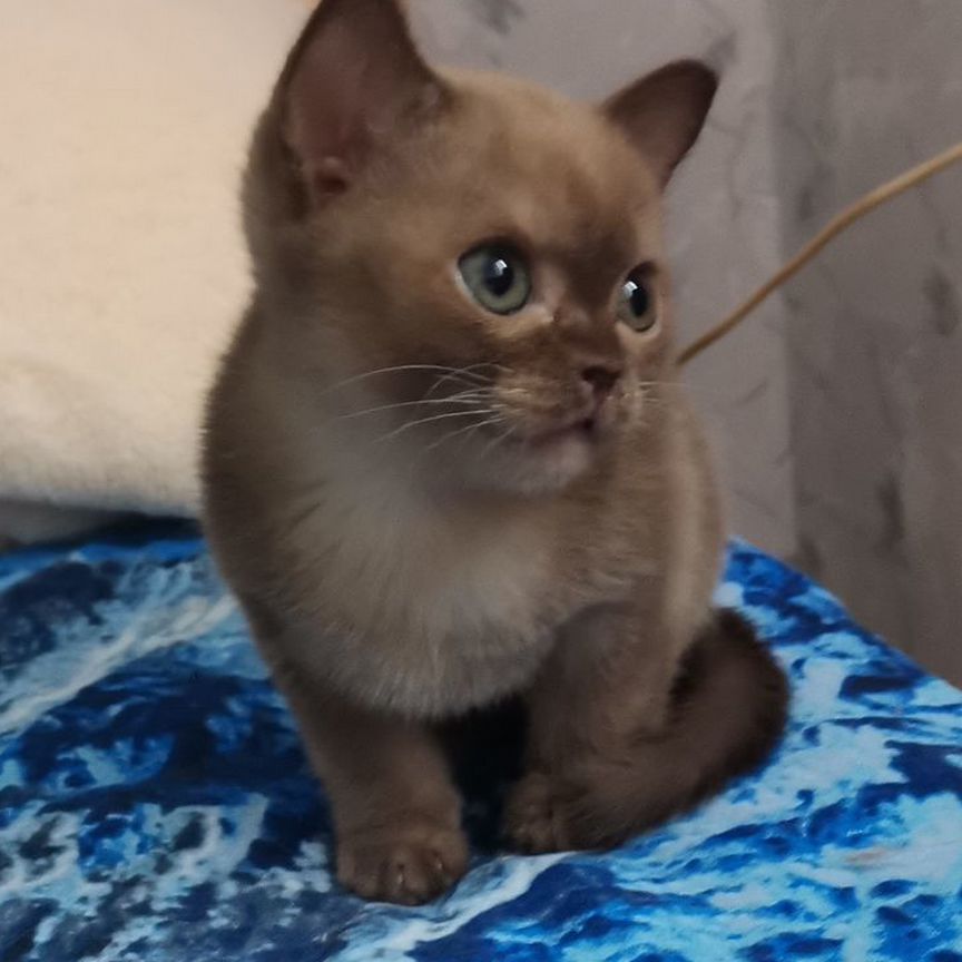 Бурманская красота