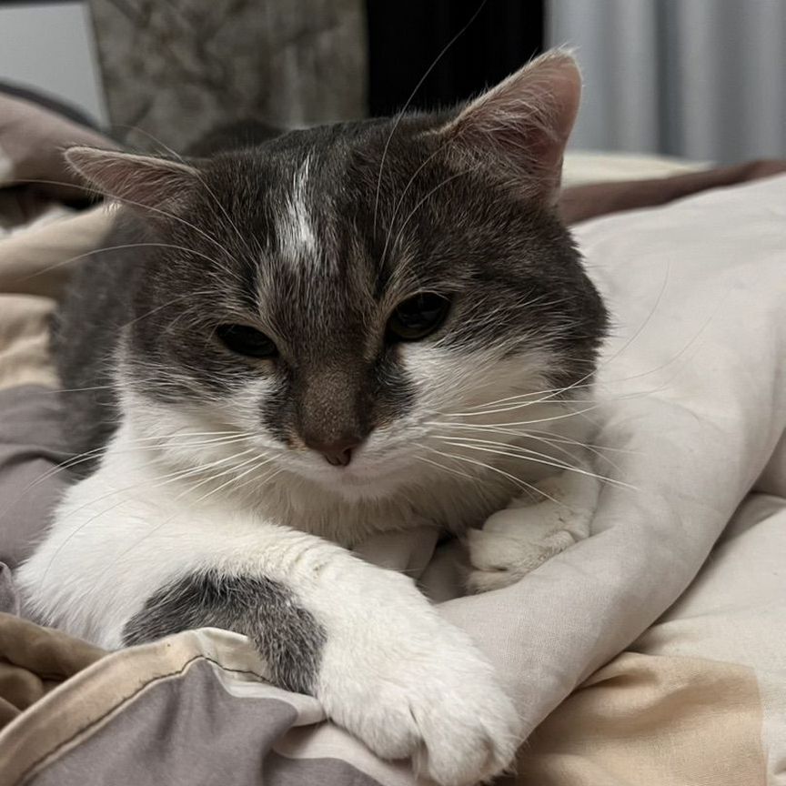 Отдам кота в добрые руки бесплатно