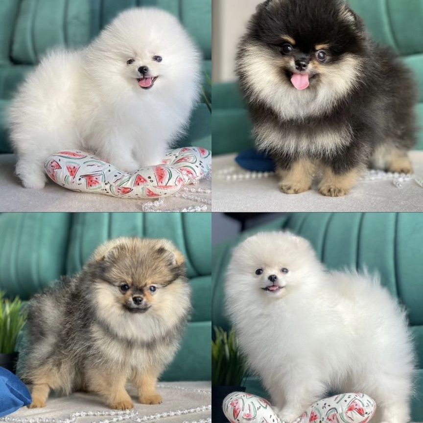 Померанский шпиц мини