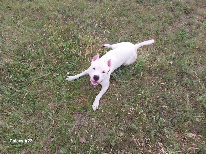 Амстафф вязка