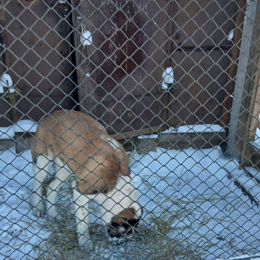 Кавказская овчарка, щенок