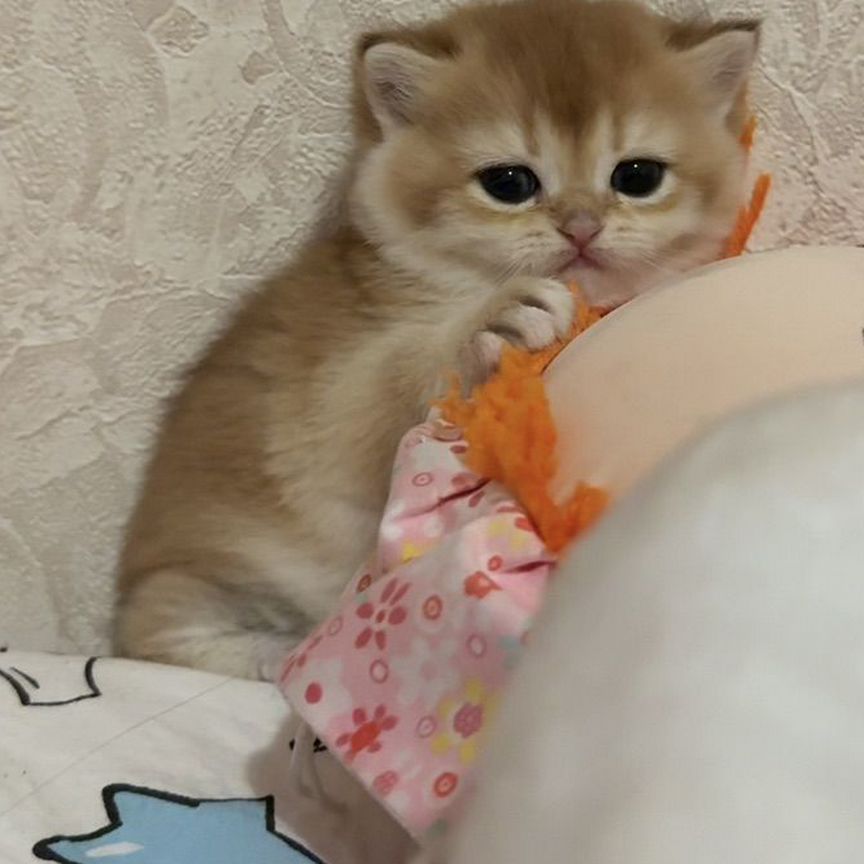 Британский короткошёрстный котёнок