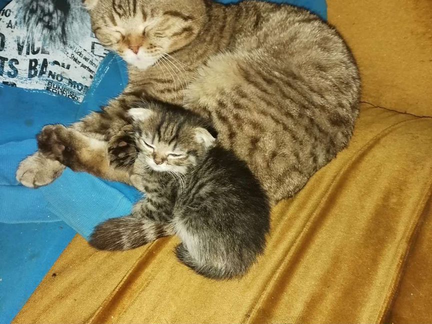 Кошки