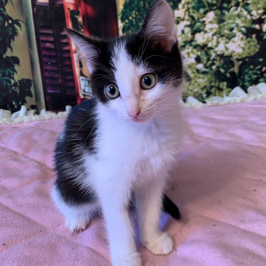 Котёнок в добрые руки