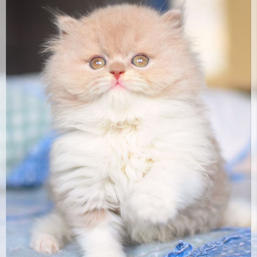 Британский длинношёрстный котёнок