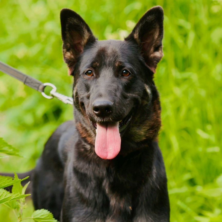 Немецкая овчарка бэлла