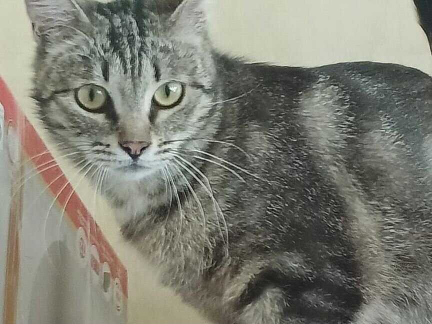 Кошка в добрые руки