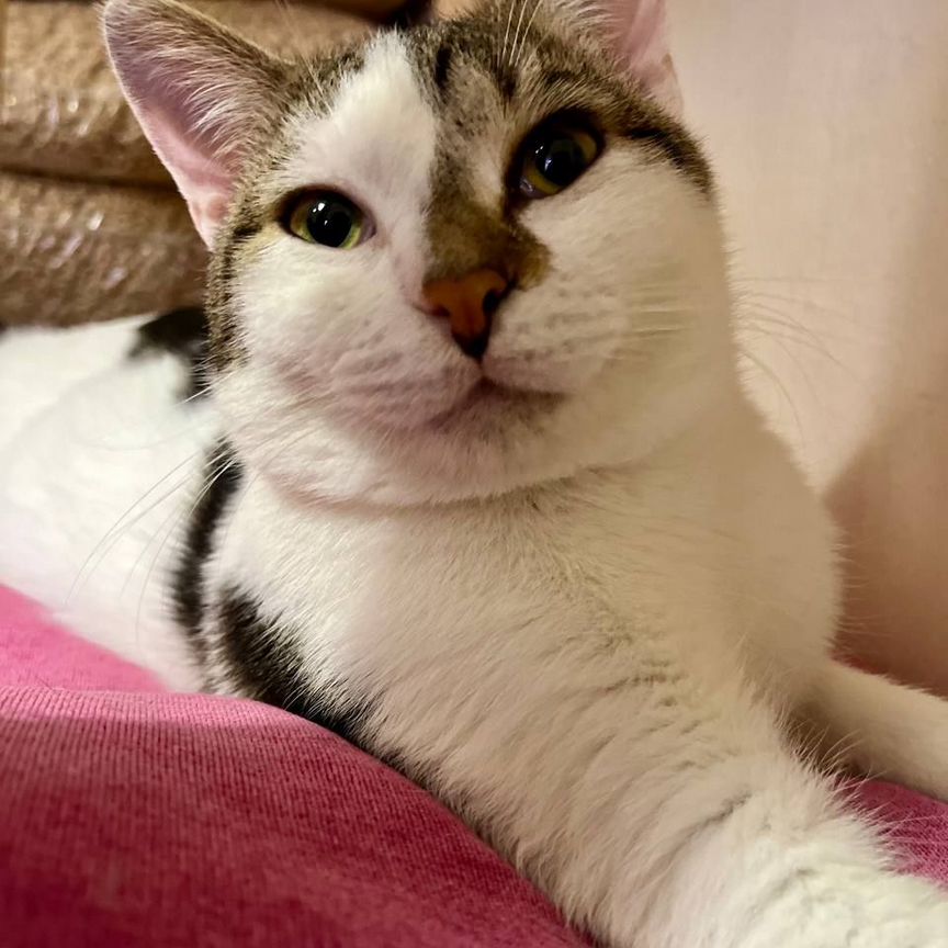 Котик ищет семью