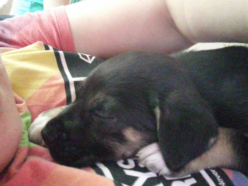 Отдам в добрые руки