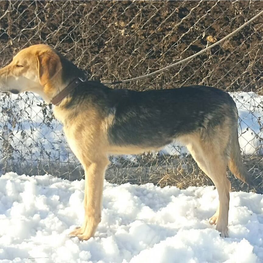 Русская гончая выжлец