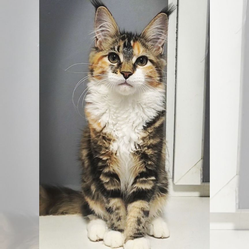 Котенок мейн кун девочка